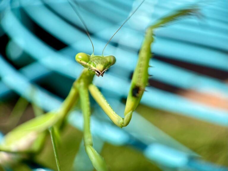 The Most Efficient Insect Hunters – Nature’s Top Predators – Insect Hive
