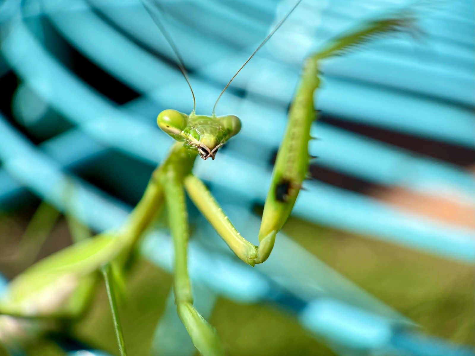 The Most Efficient Insect Hunters – Nature’s Top Predators – Insect Hive