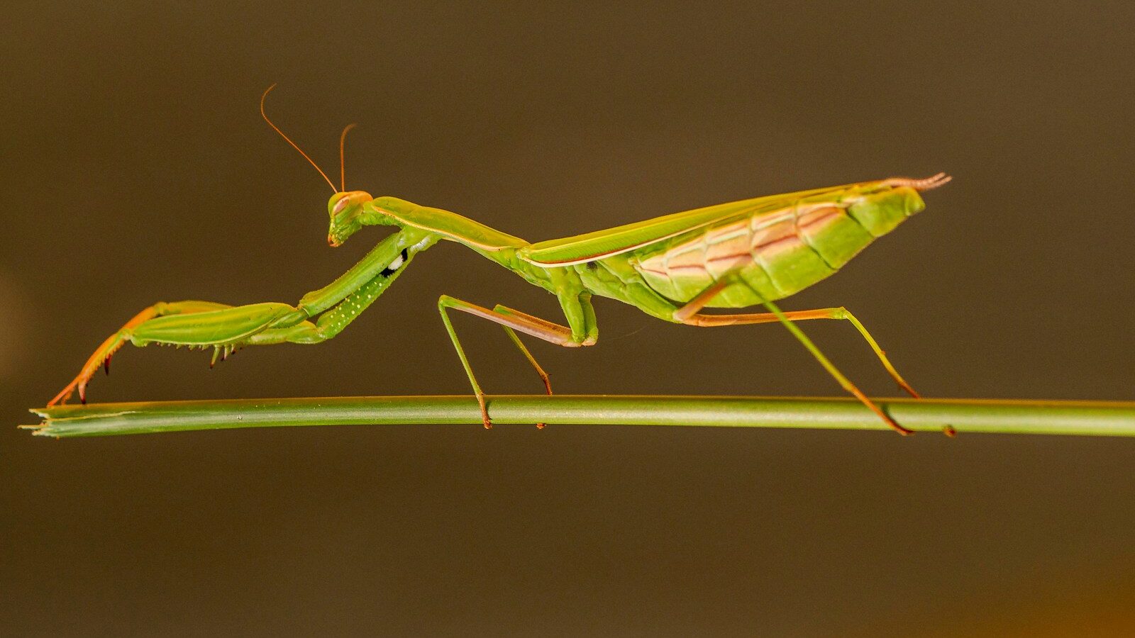 Top 10 Pet Insects That Are Surprisingly Easy to Care For – Insect Hive