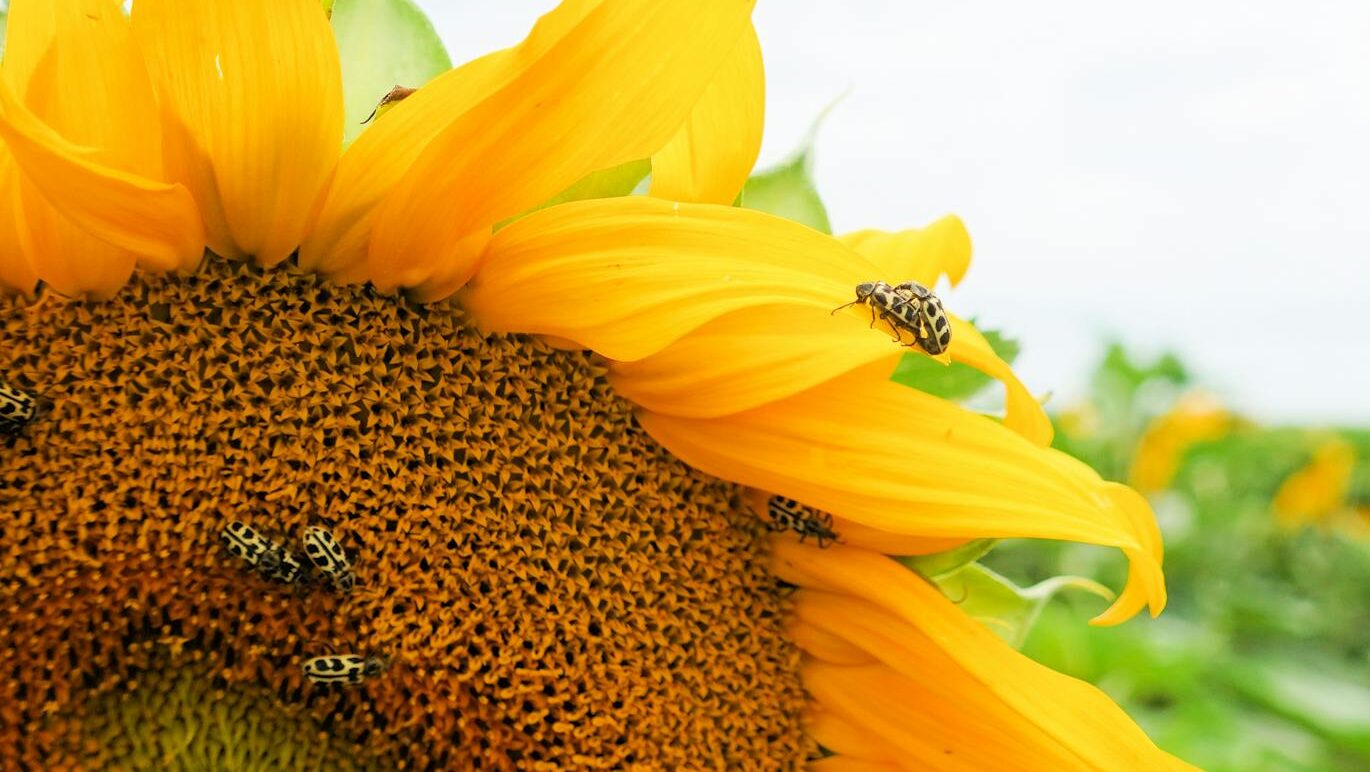 The Most Important Pollinators That Aren’t Bees – Insect Hive