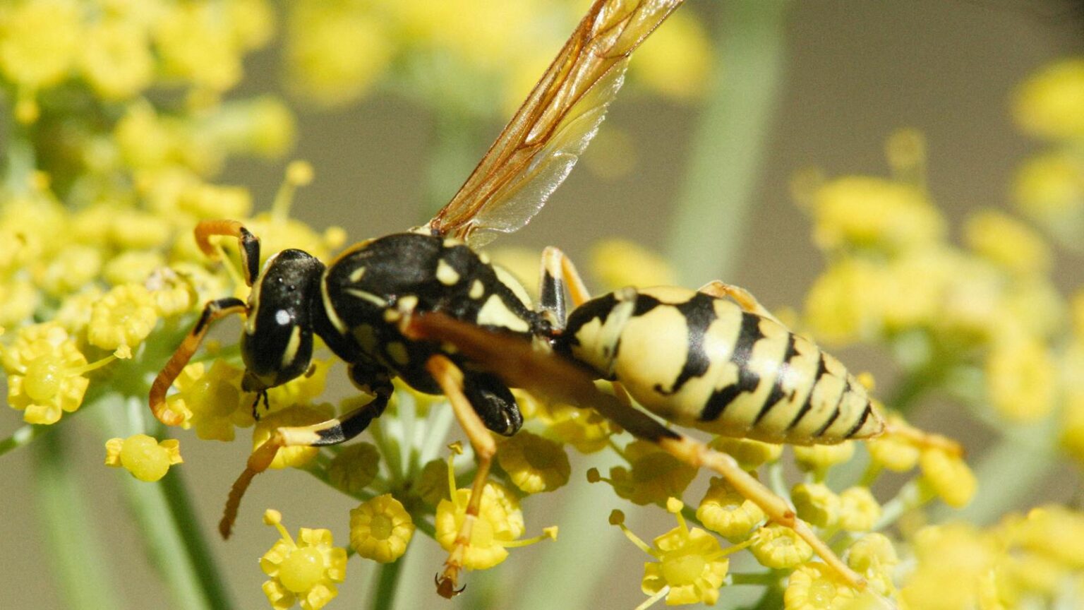 The Most Important Pollinators That Aren’t Bees – Insect Hive