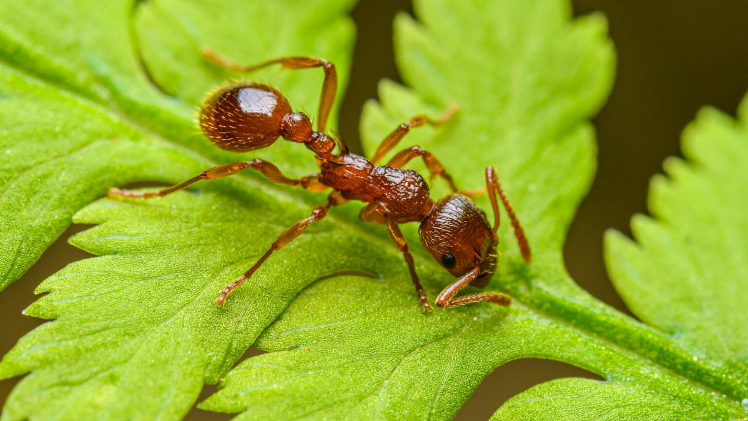 The Most Bizarre Looking Ant Species Ever Found – Insect Hive