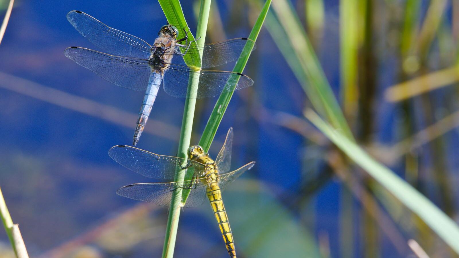The Fastest Insect Alive: Blink and You’ll Miss It – Insect Hive