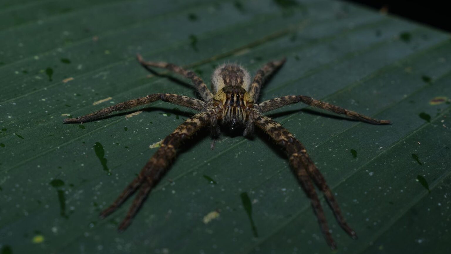 How Non Venomous Spiders Communicate With Each Other – Insect Hive