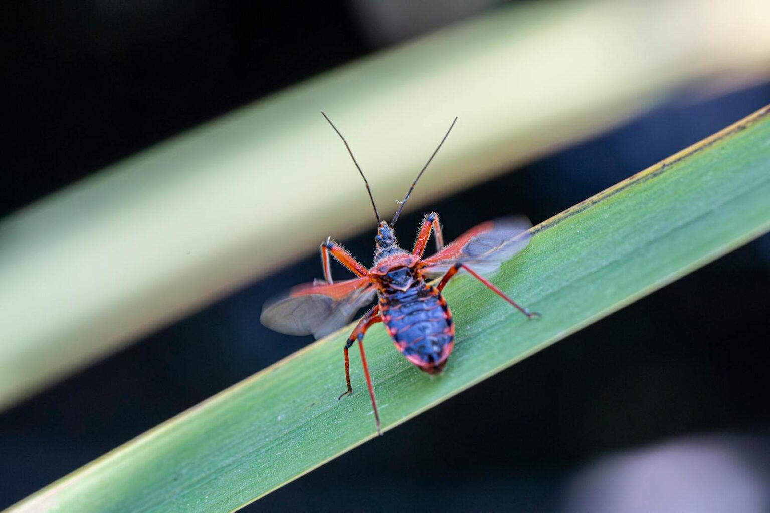 The Most Efficient Insect Hunters – Nature’s Top Predators – Insect Hive