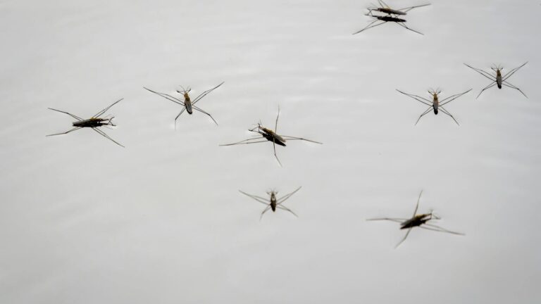 How Some Insects Can Walk on Water — The Physics Behind It – Insect Hive