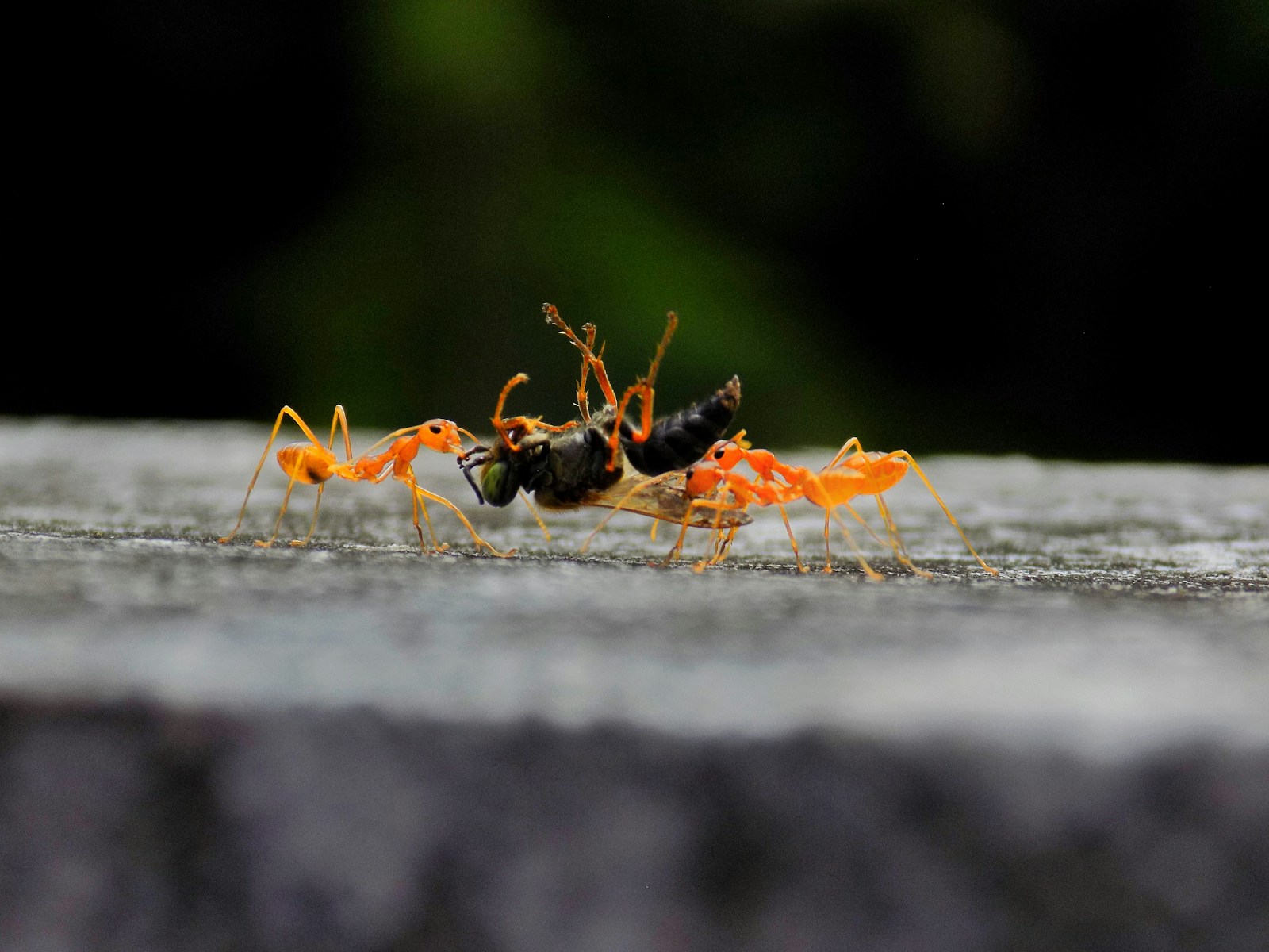 Why Fire Ants Are an Invasive Species That Disrupts Ecosystems – Insect ...