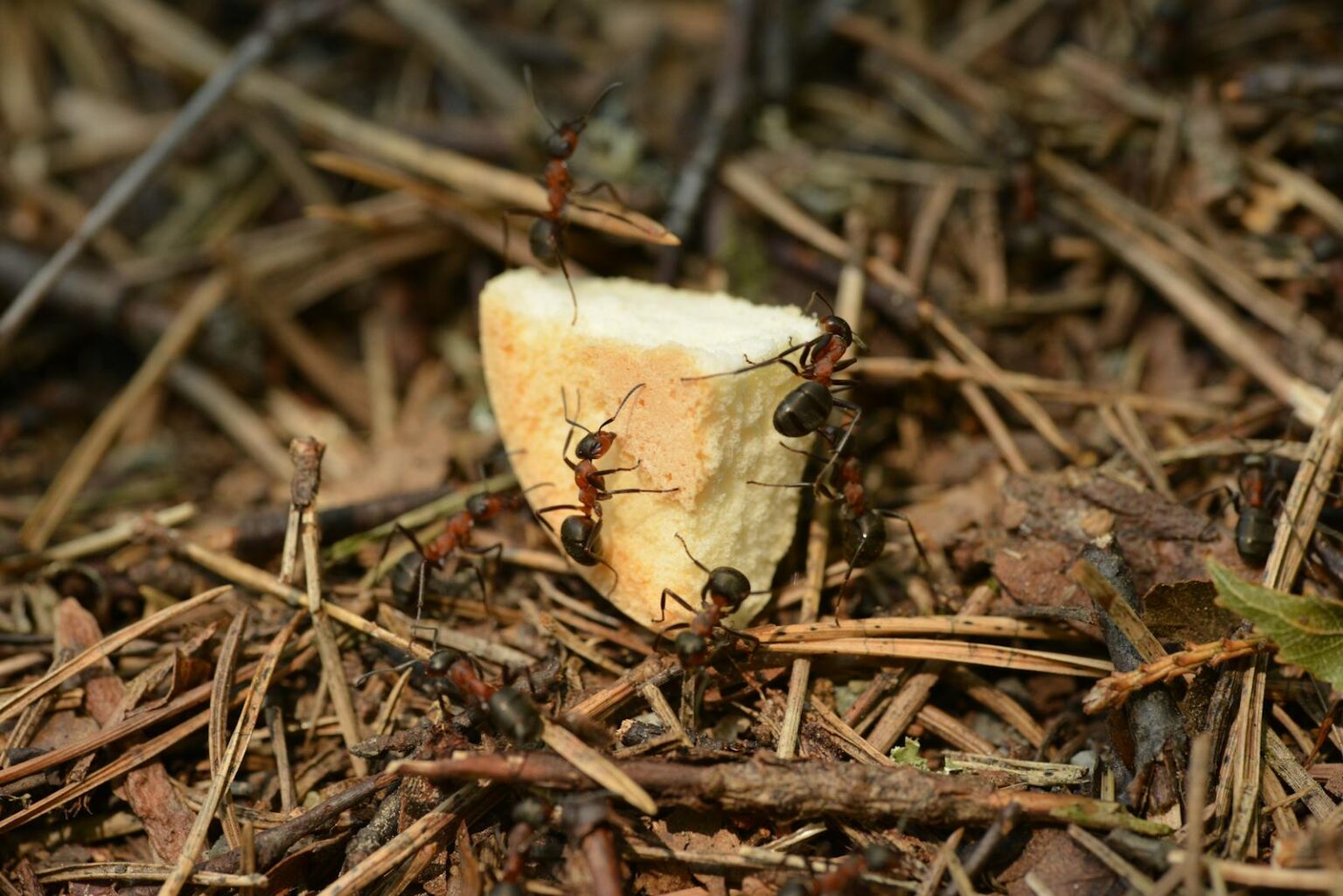 How Army Ants Coordinate Massive Raids Without a Leader – Insect Hive