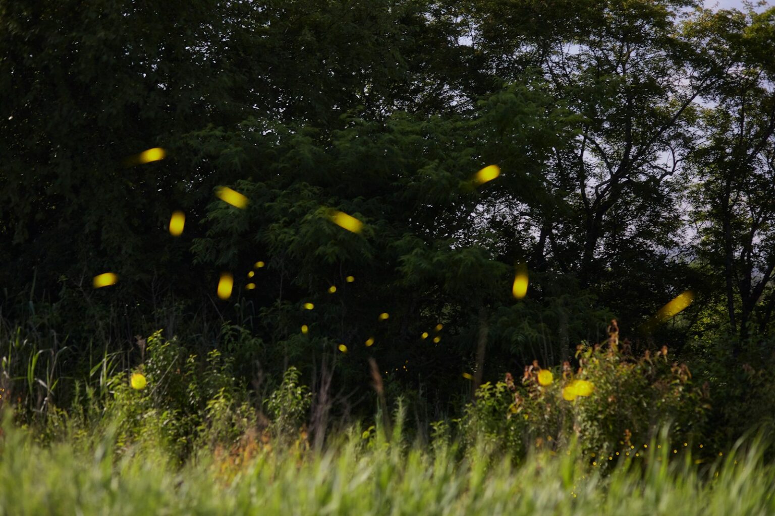 Why Some Insects Glow in the Dark – Insect Hive