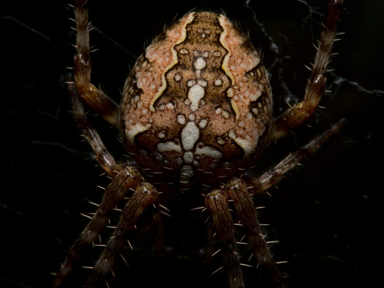 The Best Ways to Identify Non-Venomous Spiders – Insect Hive