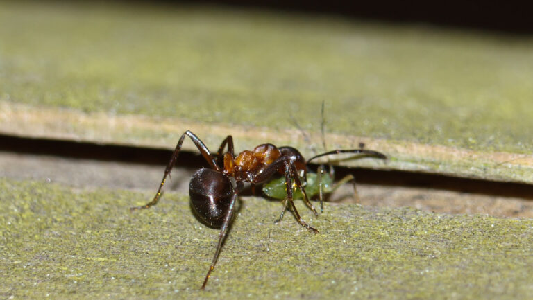 The Most Bizarre Looking Ant Species Ever Found – Insect Hive