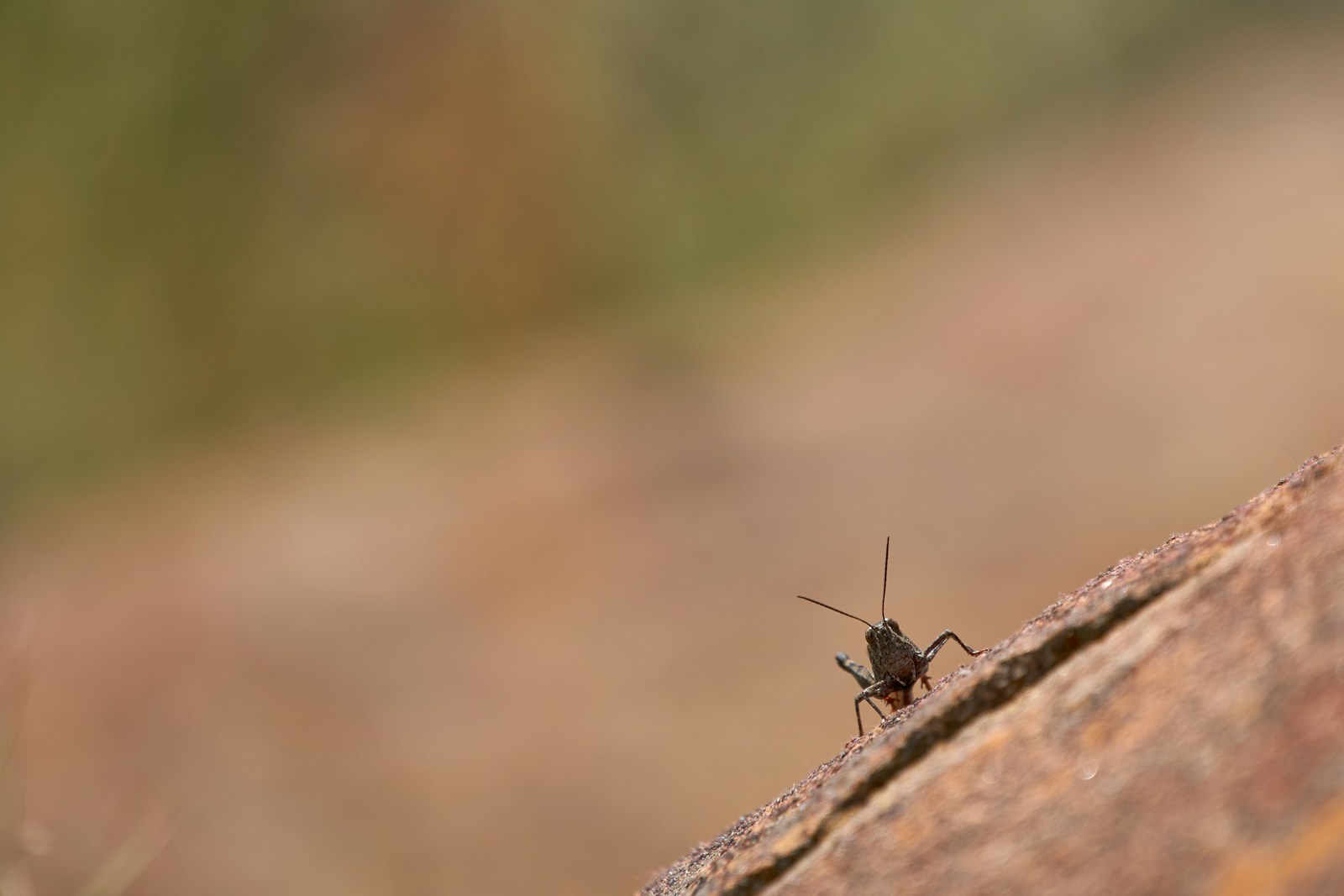 The Smallest Venomous Spider in the World – Tiny But Deadly – Insect Hive