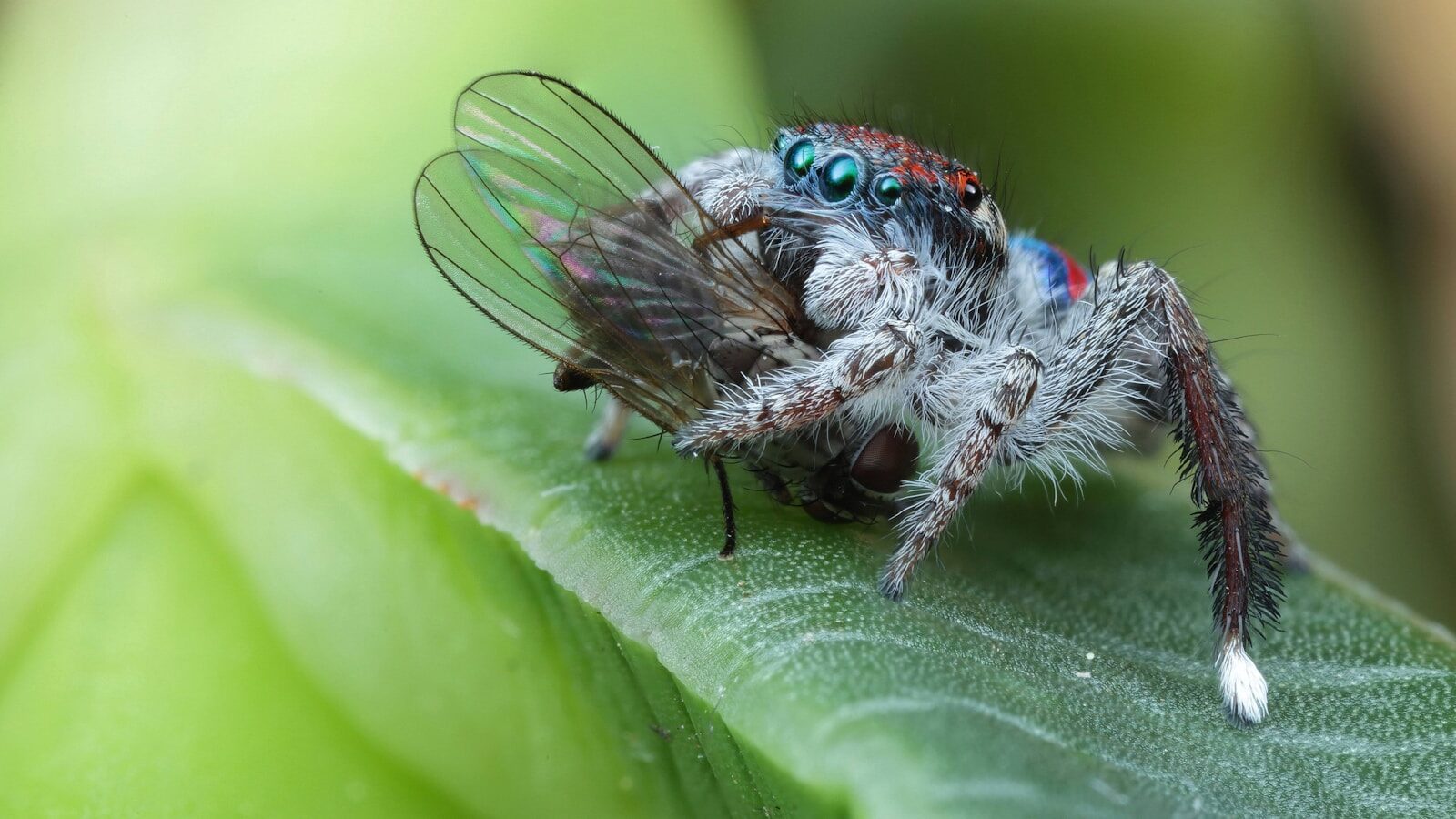 How a Single Spider Bite Can Cause Flesh Necrosis – Insect Hive