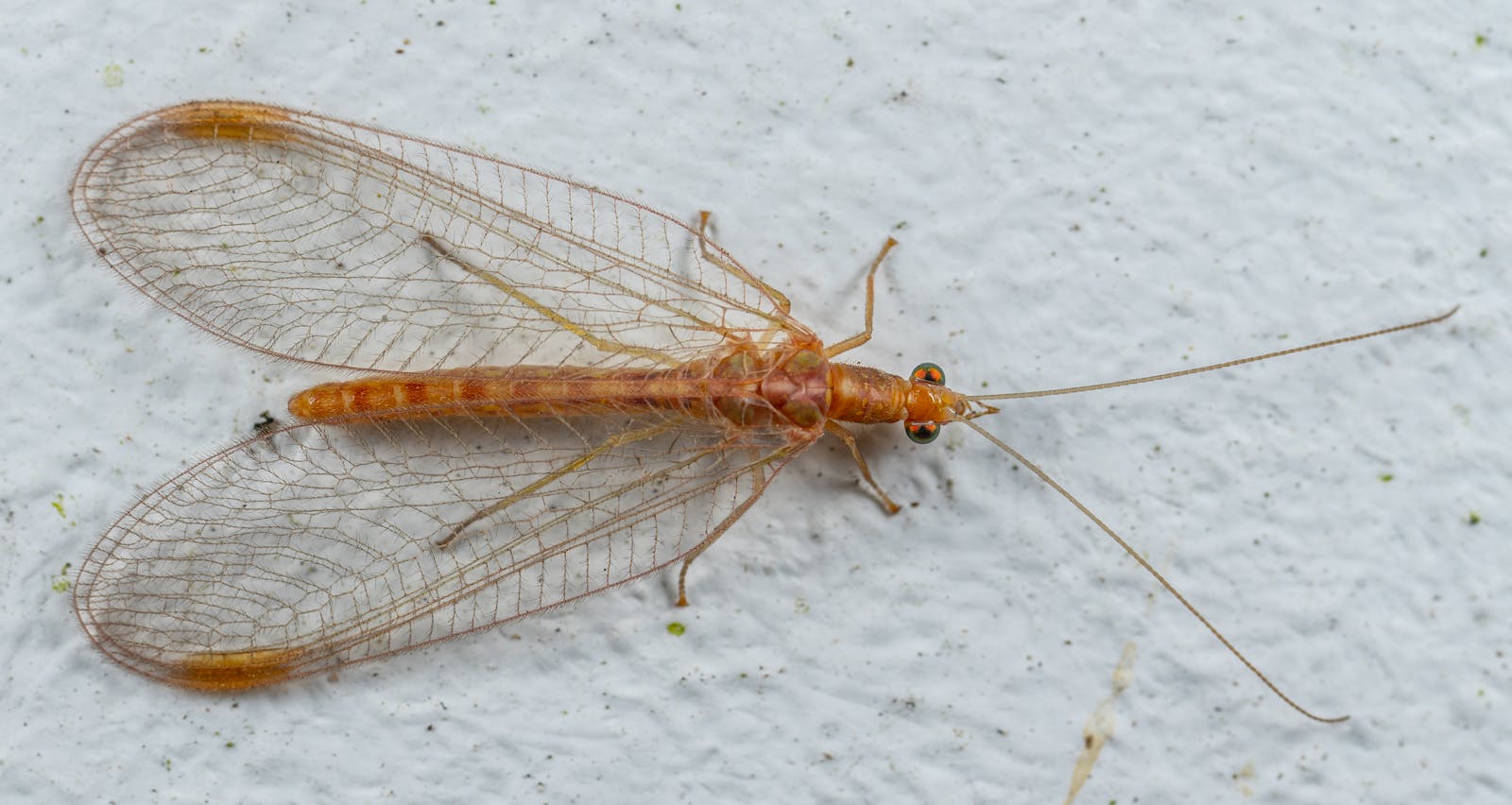 The Most Efficient Insect Hunters – Nature’s Top Predators – Insect Hive