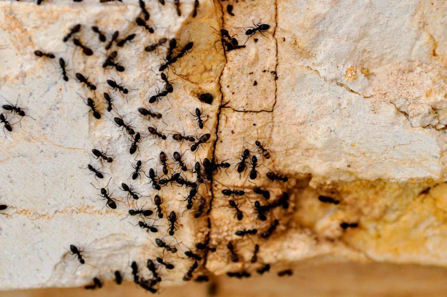 How Army Ants Coordinate Massive Raids Without a Leader – Insect Hive