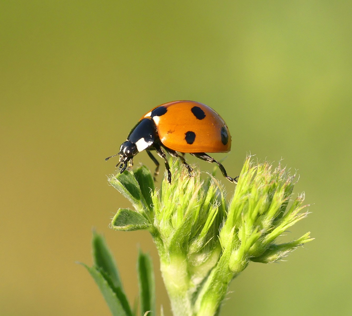 The Most Efficient Insect Hunters – Nature’s Top Predators – Insect Hive