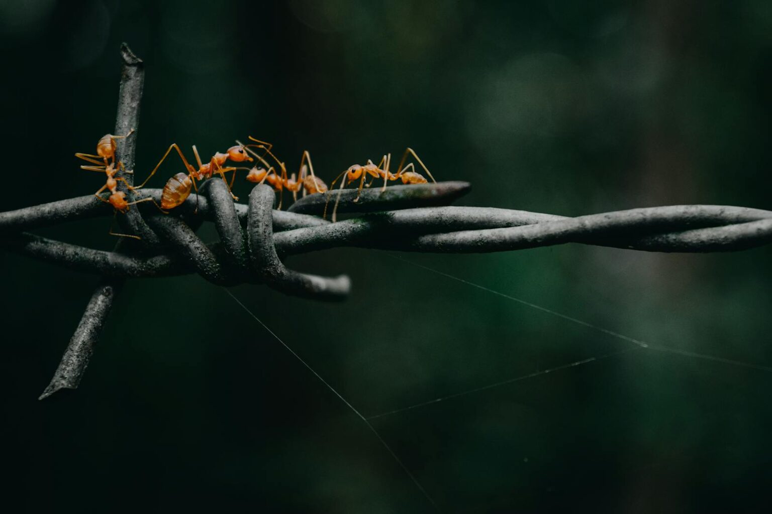The Most Efficient Insect Hunters – Nature’s Top Predators – Insect Hive