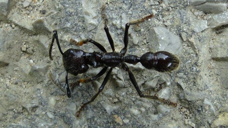 The Most Bizarre Looking Ant Species Ever Found – Insect Hive