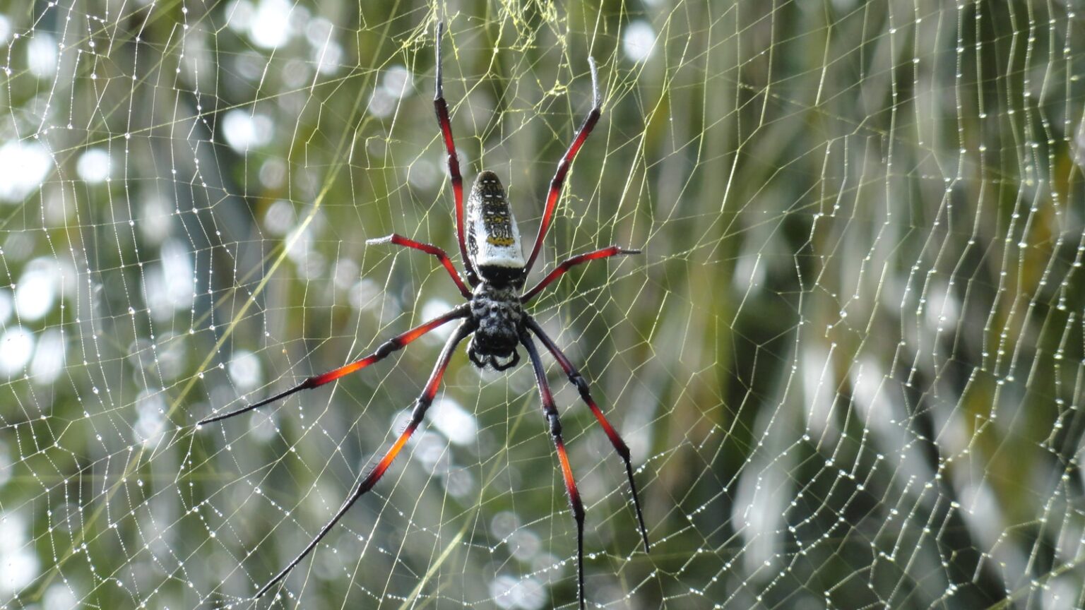 Spider Architects: Stunning Web Designs That Defy Imagination – Insect Hive