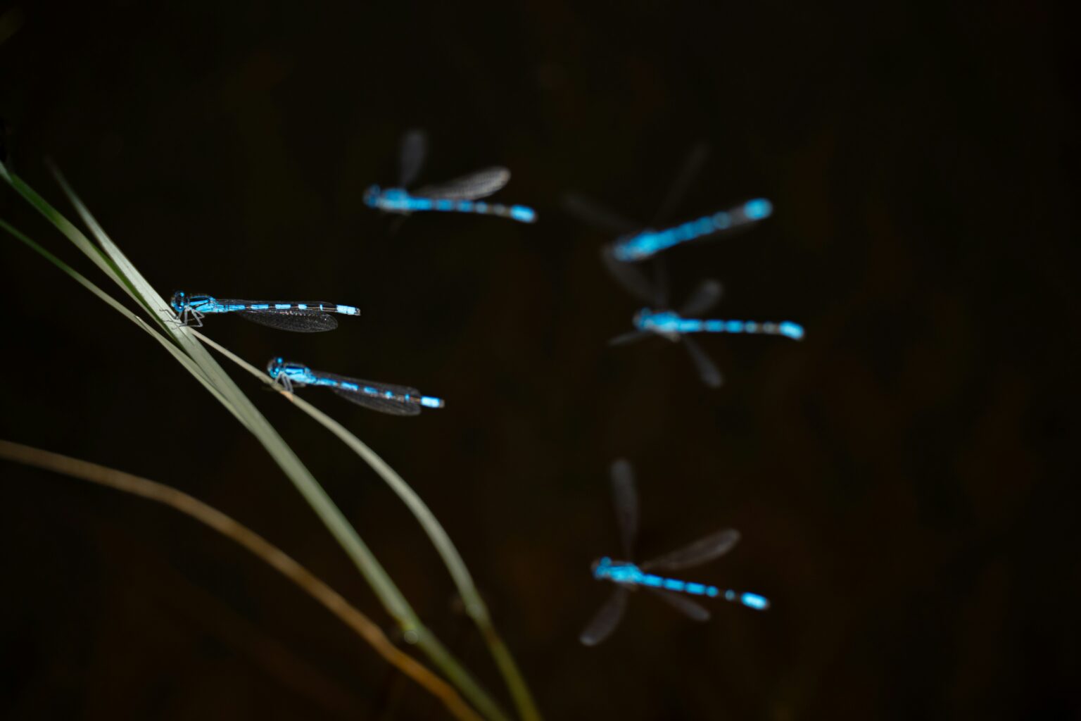 How Fireflies Produce Light Without Heat – The Science of ...