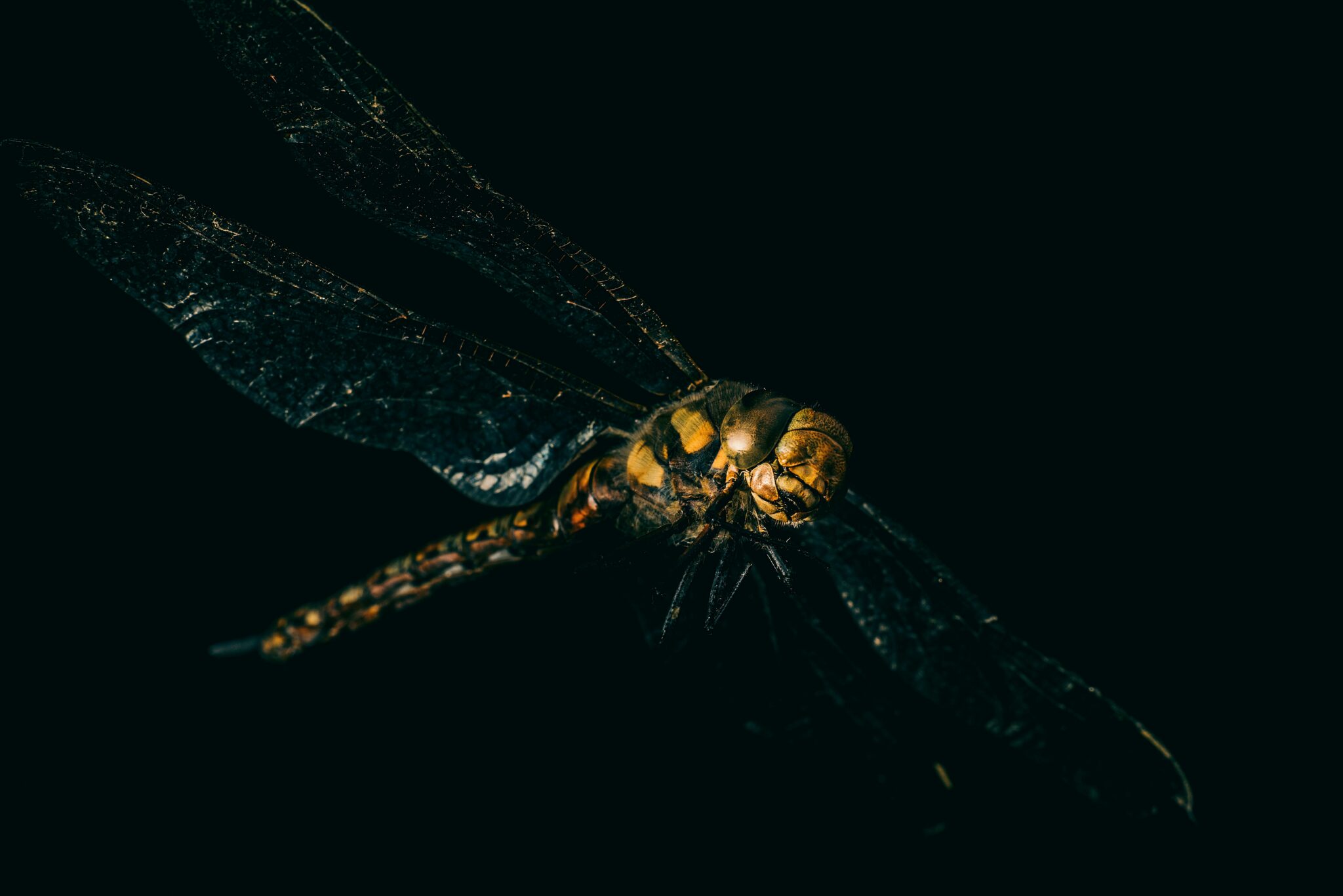 How Fireflies Produce Light Without Heat – The Science of ...