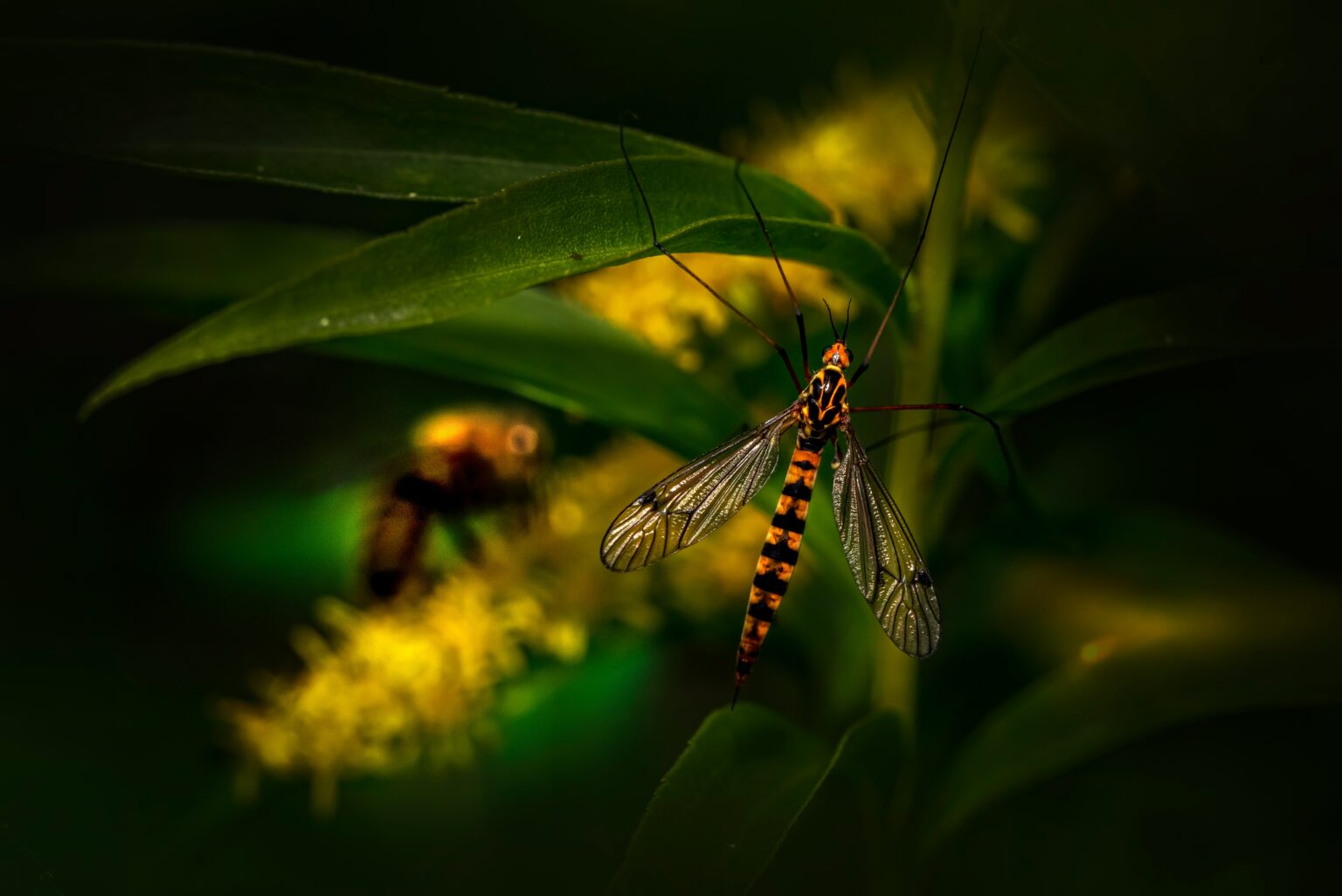 How Fireflies Produce Light Without Heat – The Science of ...