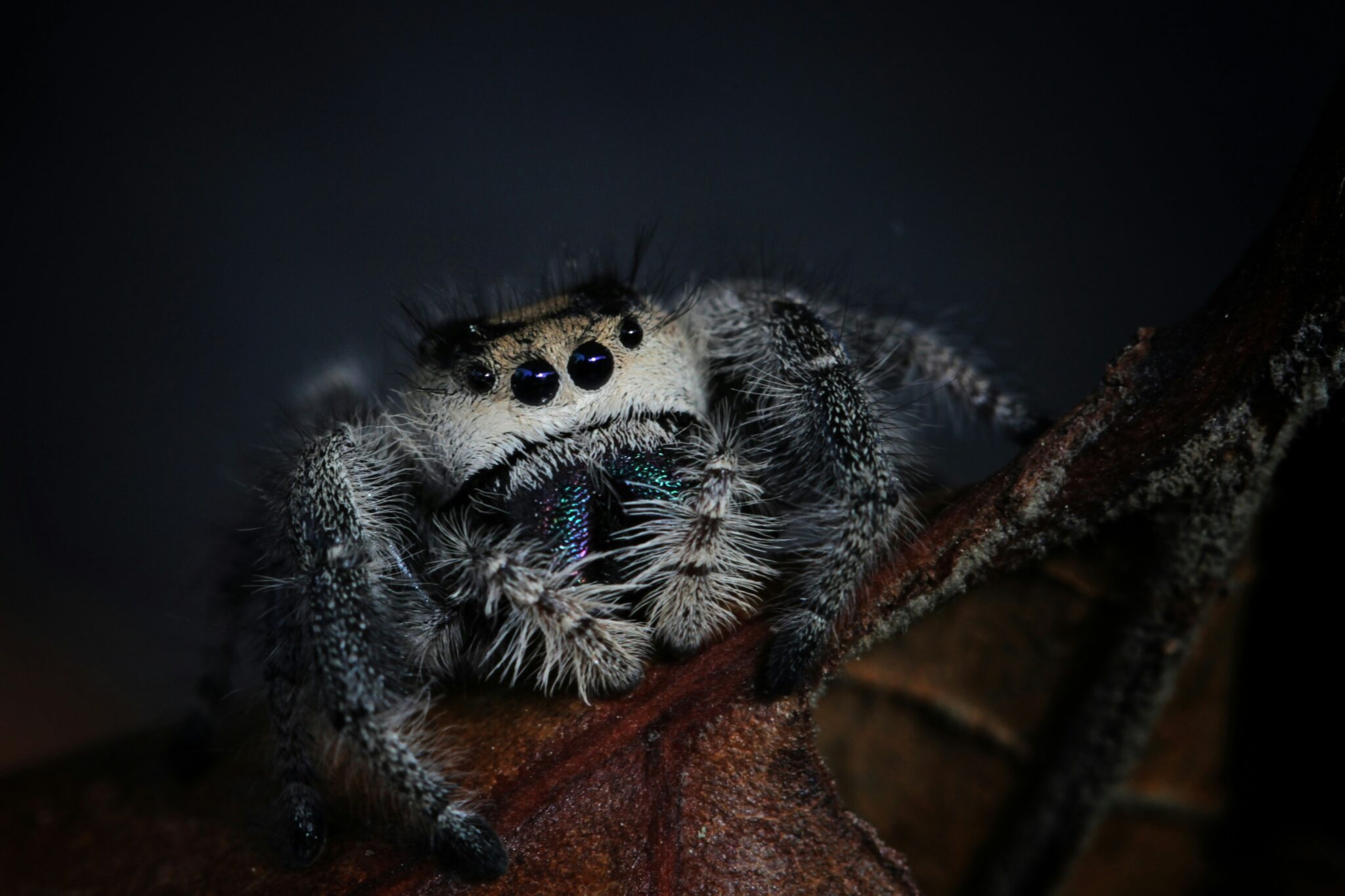 The Most Venomous Spiders in the World Ranked by Toxicity – Insect Hive