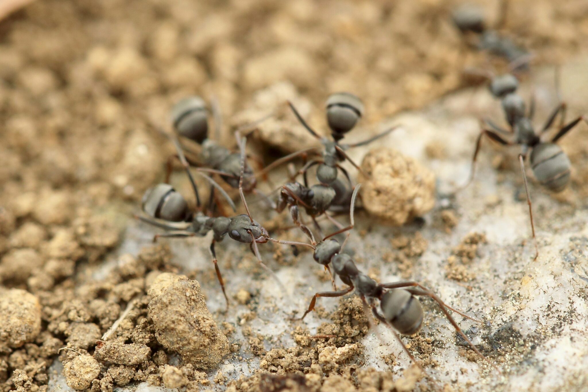 How Ants Farm Their Own Livestock for Food – Insect Hive