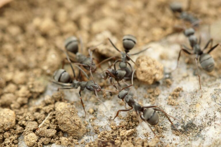 How Ants Farm Their Own Livestock for Food – Insect Hive