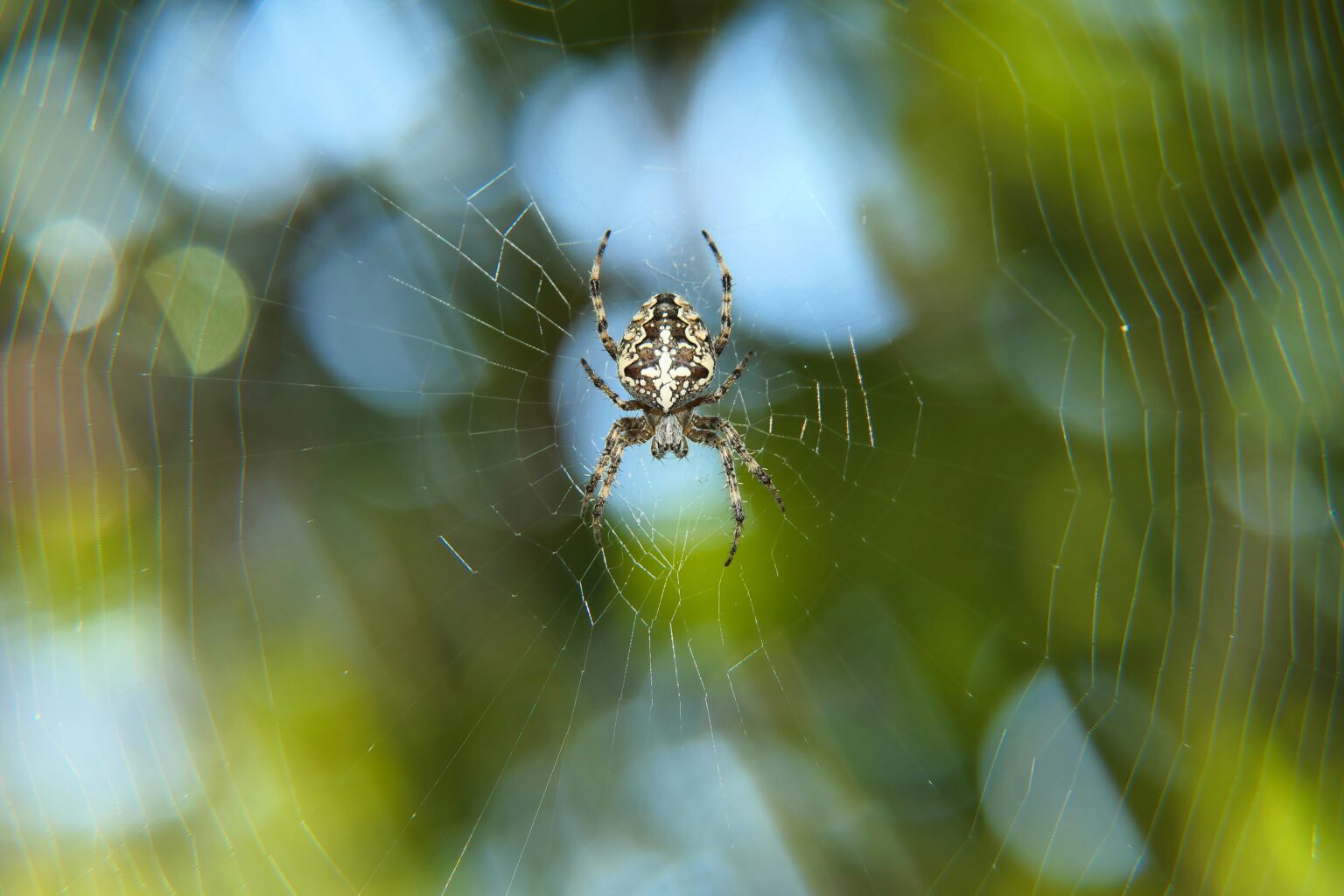 The Most Venomous Spiders in the World Ranked by Toxicity – Insect Hive