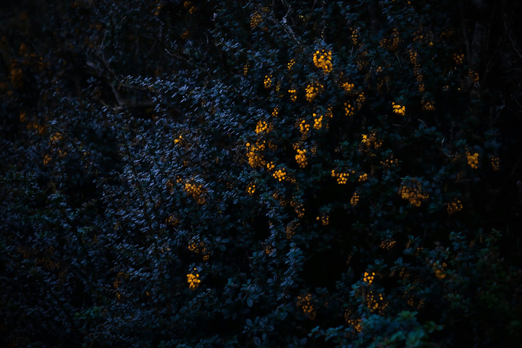 How Fireflies Produce Light Without Heat – The Science of ...