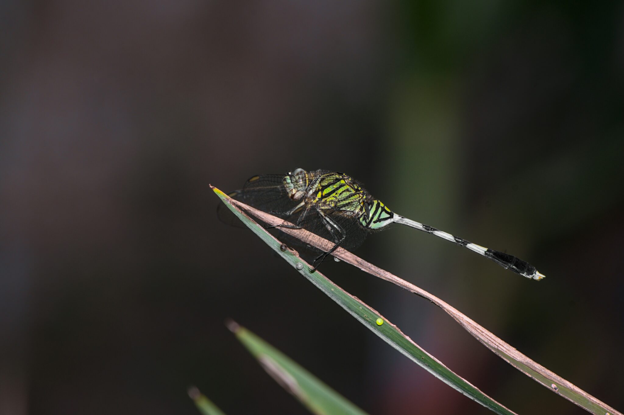 The Fastest Insect in the World – It Moves in the Blink of an Eye ...