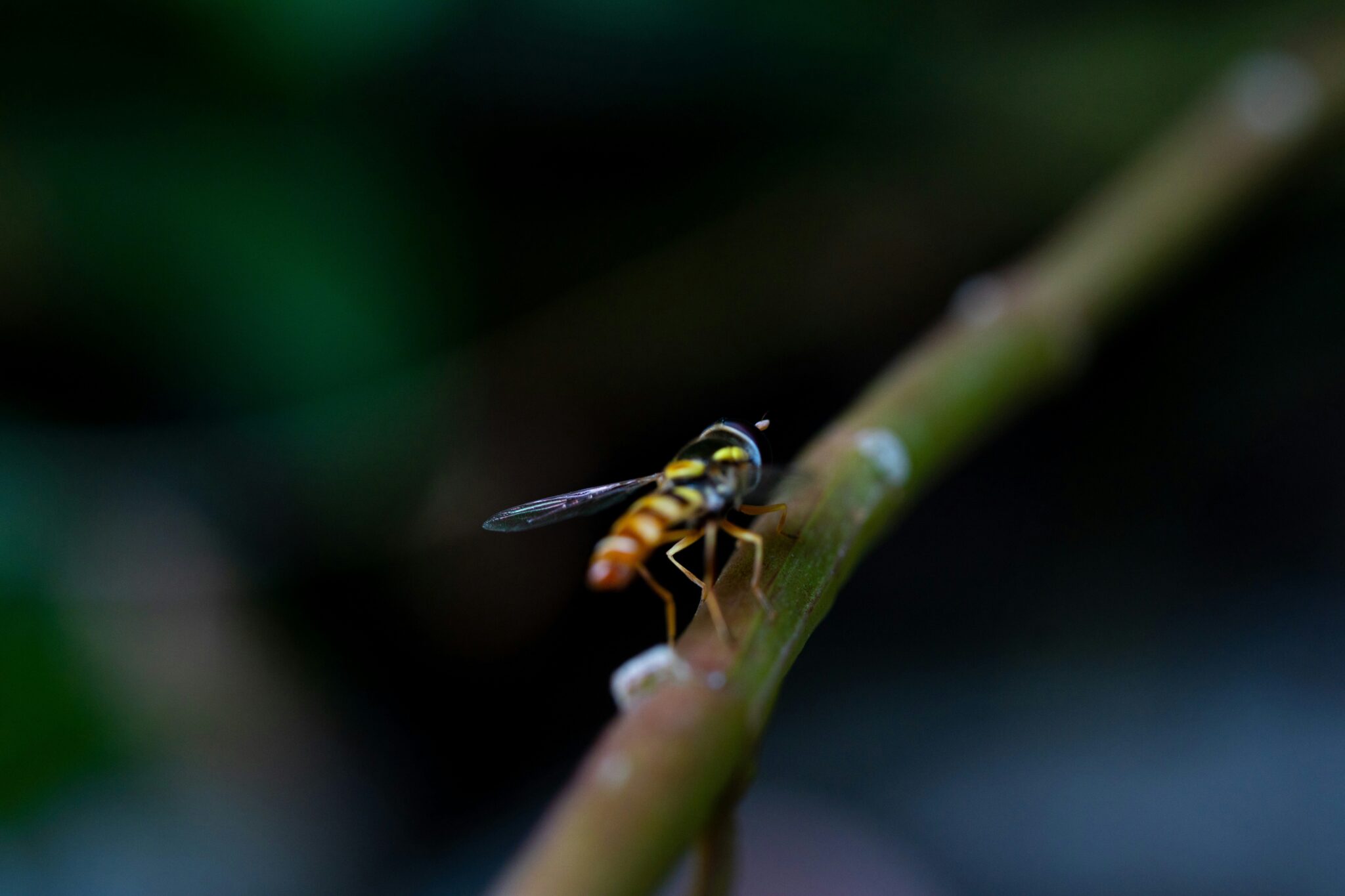 How Fireflies Produce Light Without Heat – The Science of ...