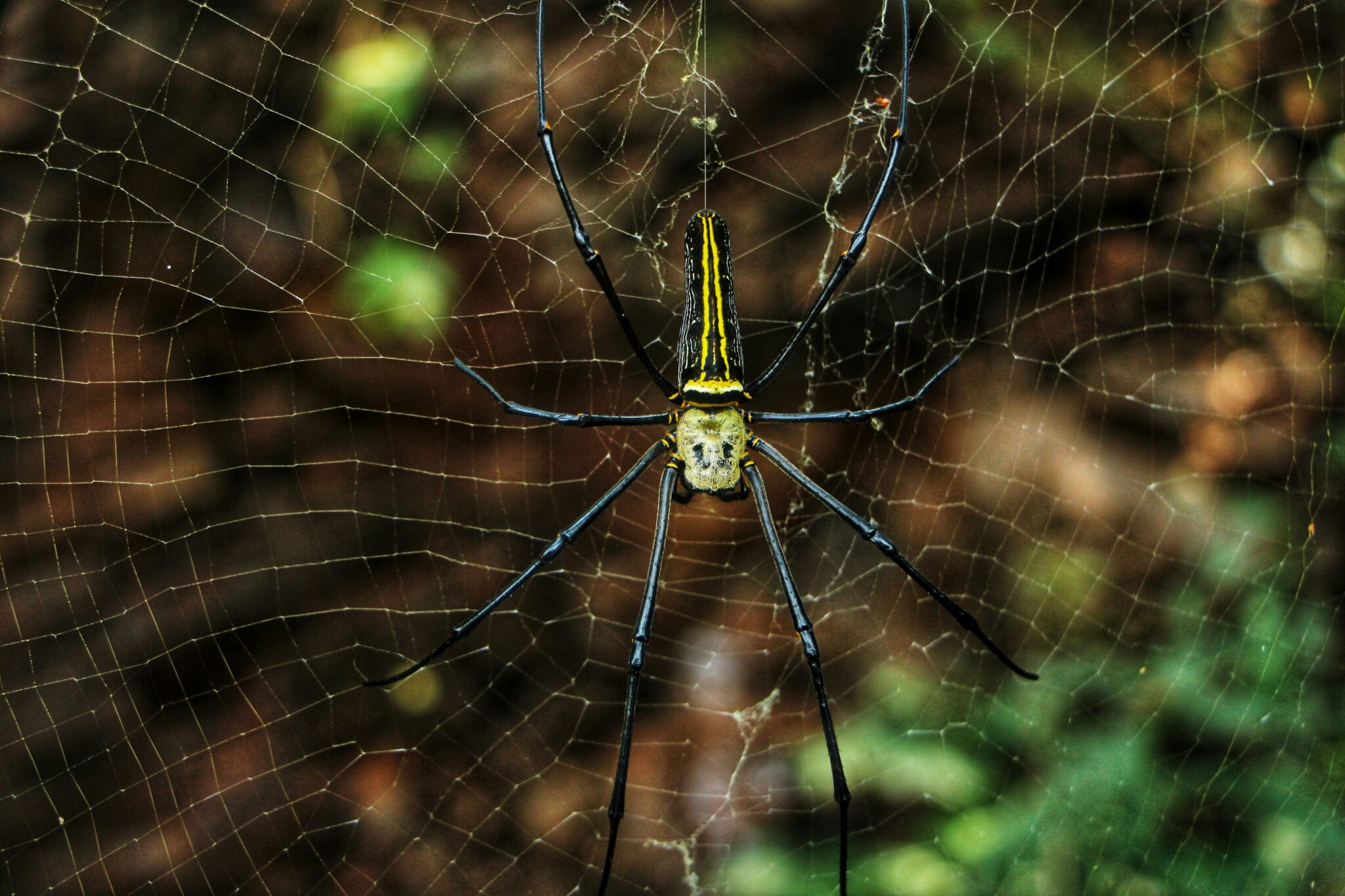The Most Venomous Spiders in the World Ranked by Toxicity – Insect Hive
