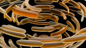 How Decomposers Break Down Dead Plants and Animals to Enrich Soil ...
