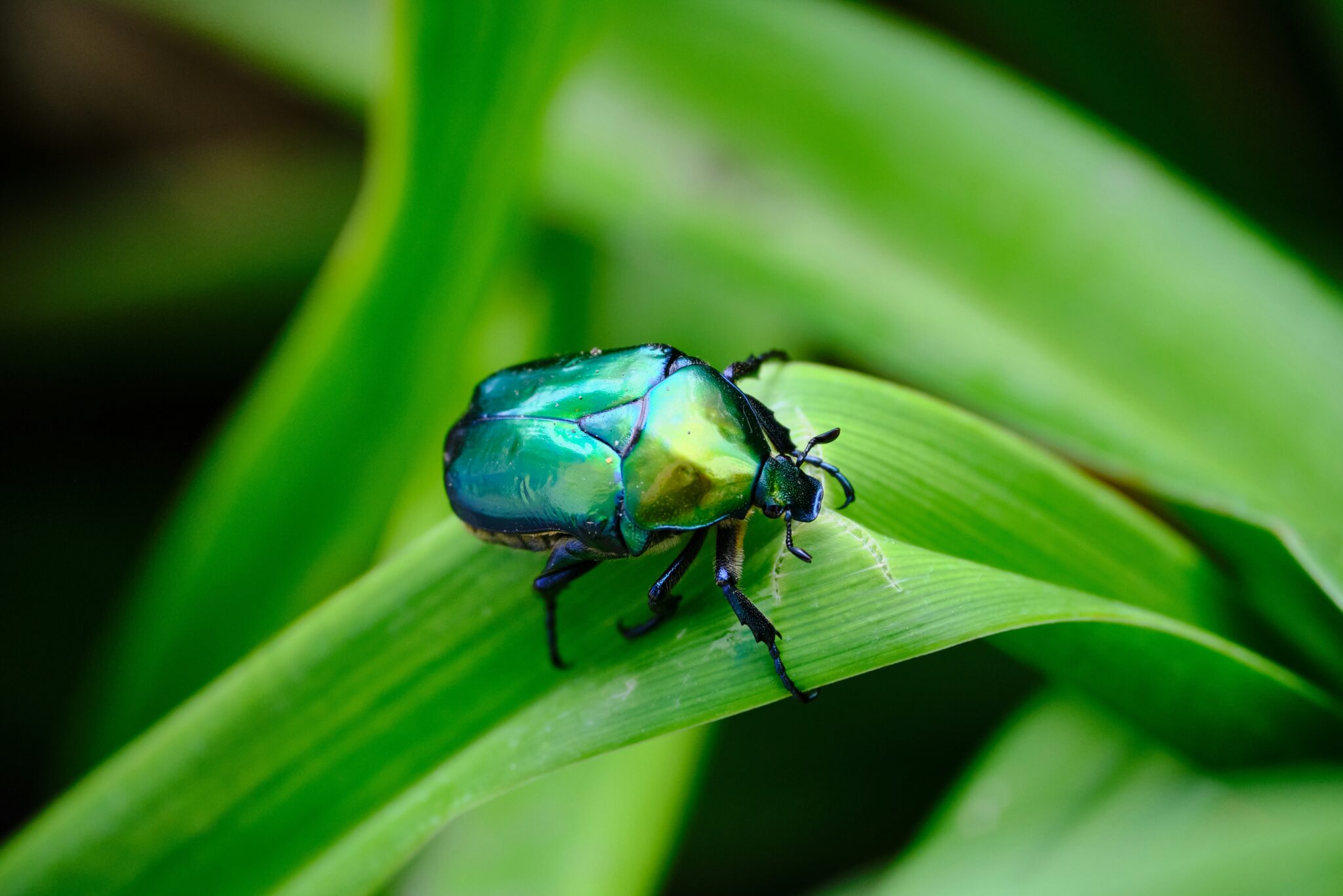 Glow in the Dark Beetles How and Why Some Beetles Light Up – Insect Hive