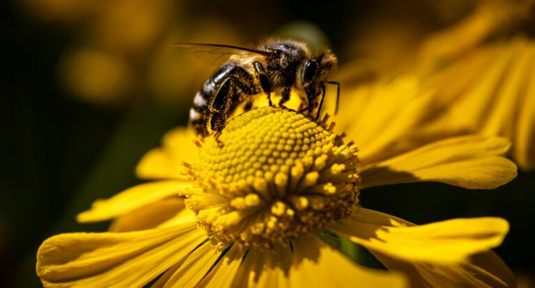 Why Some Flies Are More Important Than Bees for Pollination – Insect Hive