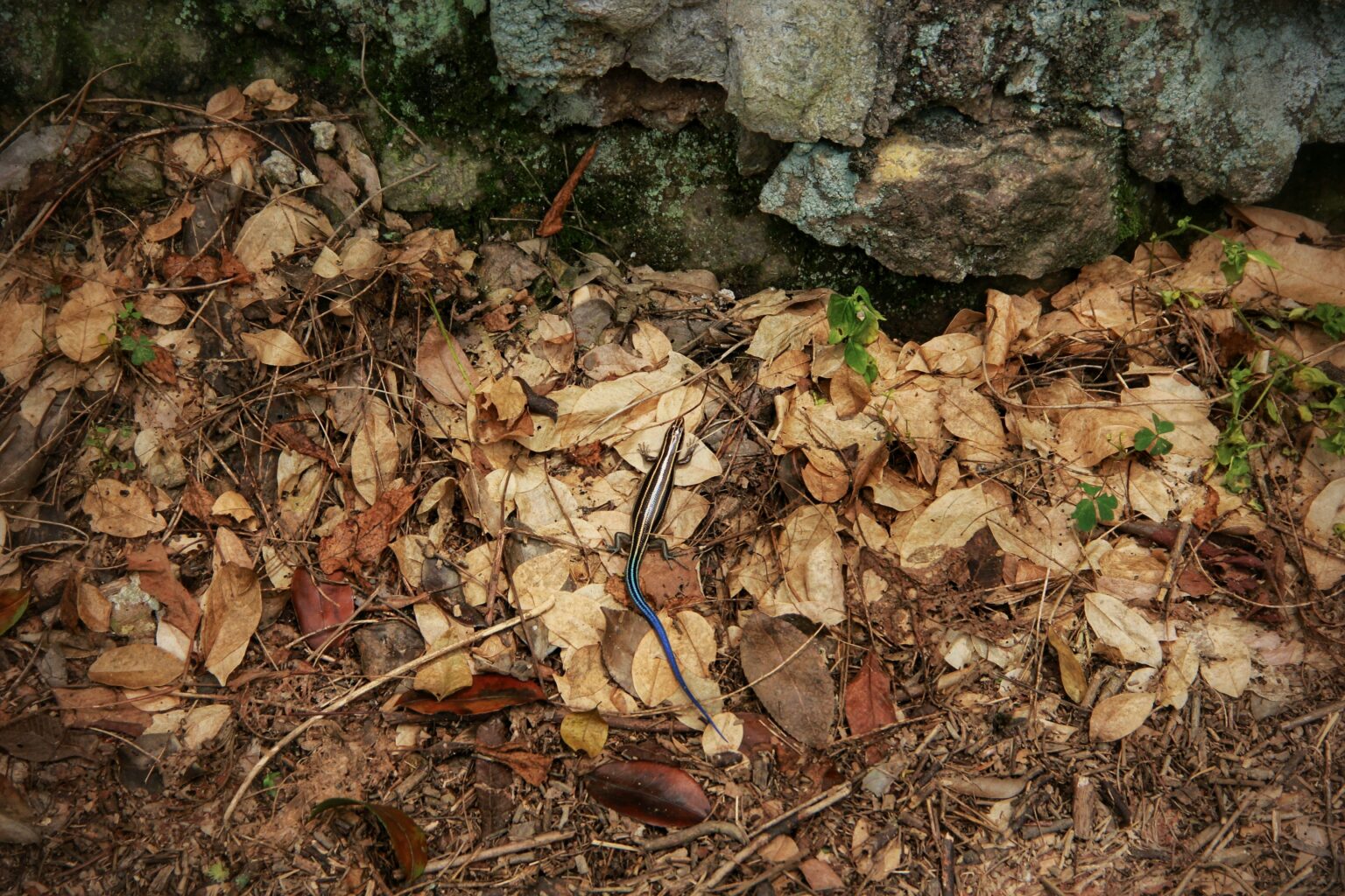 How Decomposers Break Down Dead Plants and Animals to Enrich Soil ...