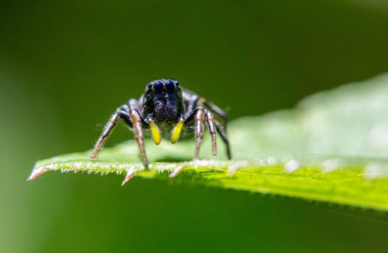 The Non Venomous Spider That Can Jump the Highest – Insect Hive
