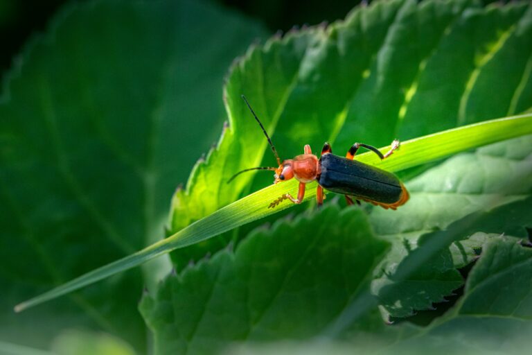The Insects That Inspired Ancient Myths and Legends – Insect Hive