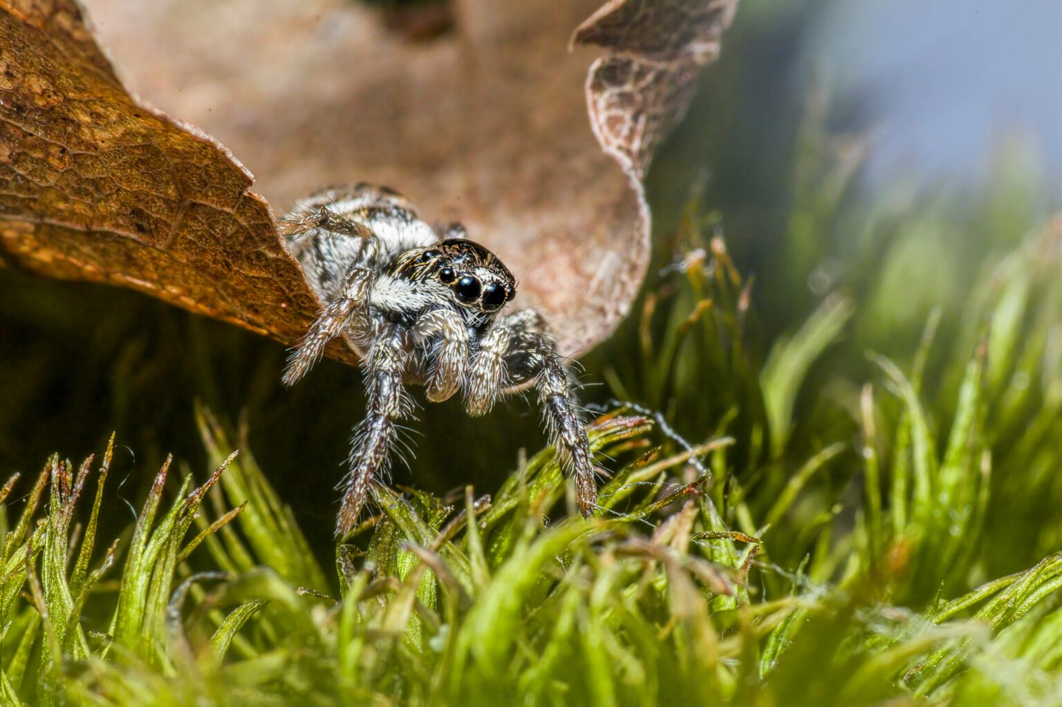 The Most Gentle Tarantula Species for Handling – Insect Hive