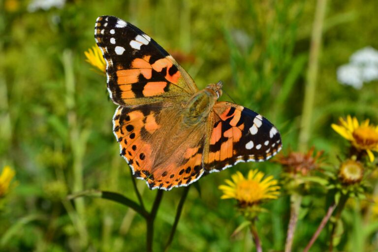 The Smartest Insect Species – How They Outsmart Predators – Insect Hive