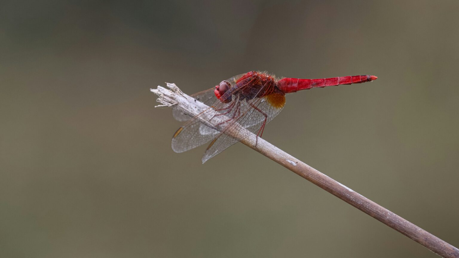 The Longest Insect in the World It Looks Like a Walking Stick – Insect Hive