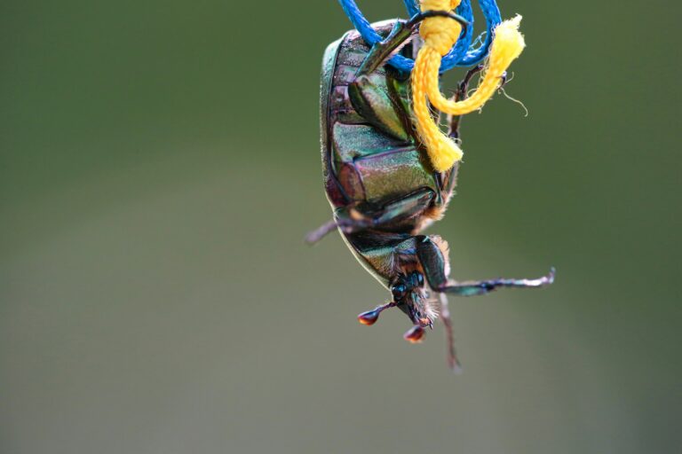 Meet the Peacock Spider Natures Tiny Colorful Dancer – Insect Hive