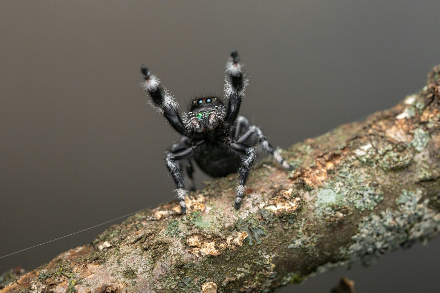 The Non Venomous Spider That Can Jump the Highest – Insect Hive