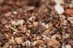 The Smartest Insect Species – How They Outsmart Predators – Insect Hive