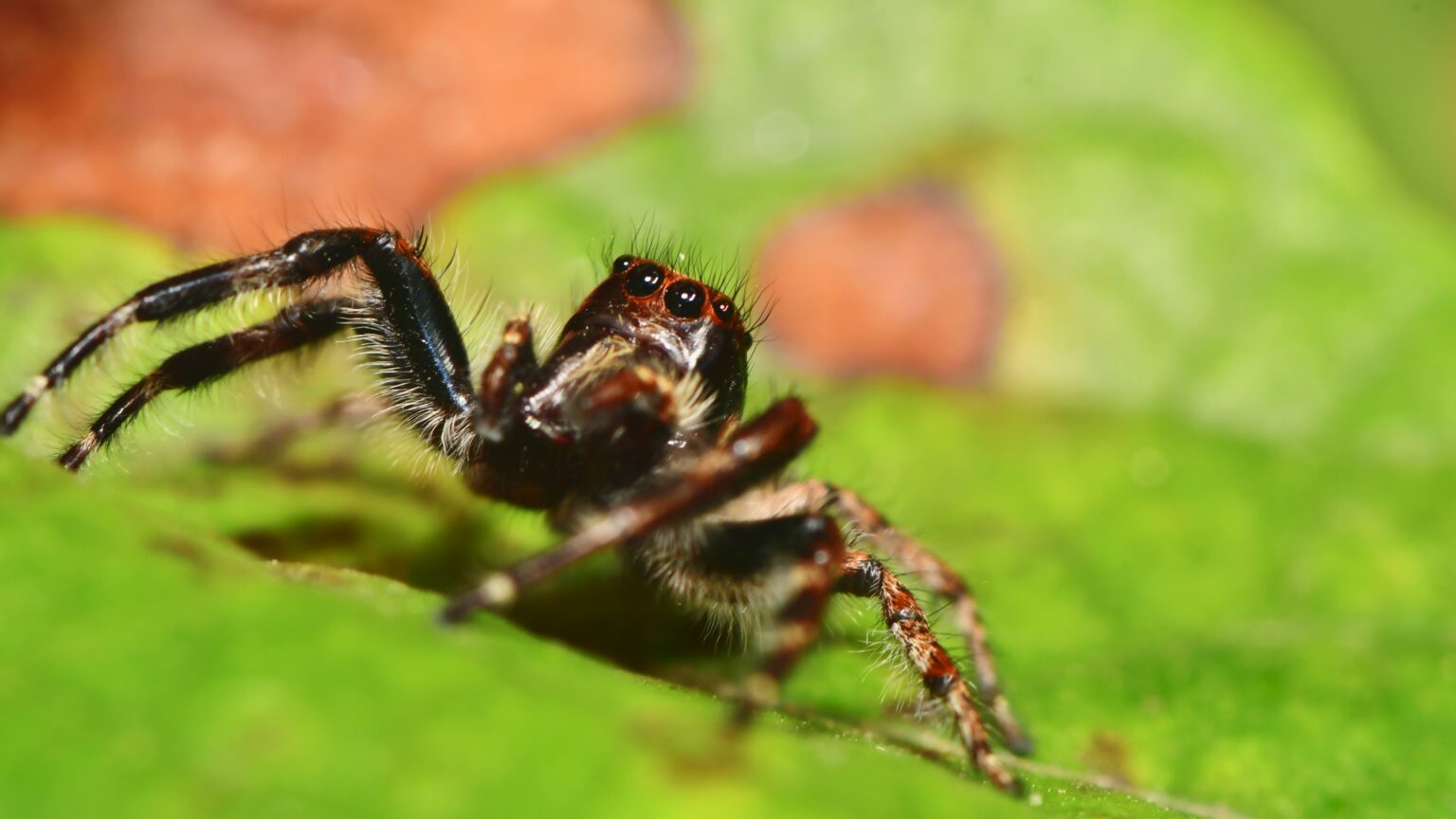 The Most Gentle Tarantula Species for Handling – Insect Hive