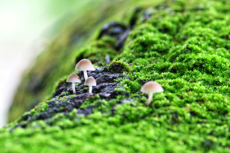 How Decomposers Break Down Dead Plants and Animals to Enrich Soil ...