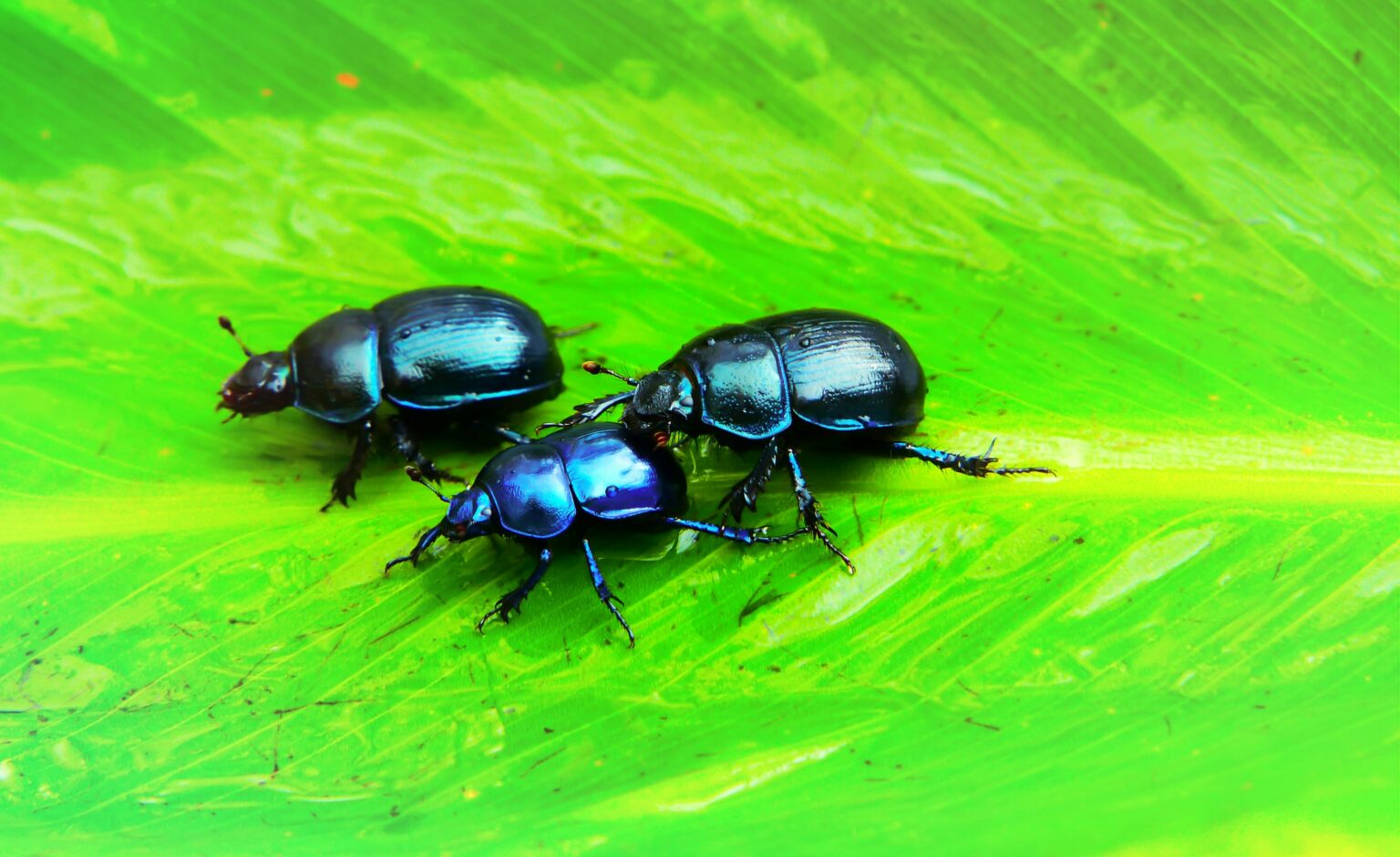 Glow in the Dark Beetles How and Why Some Beetles Light Up – Insect Hive
