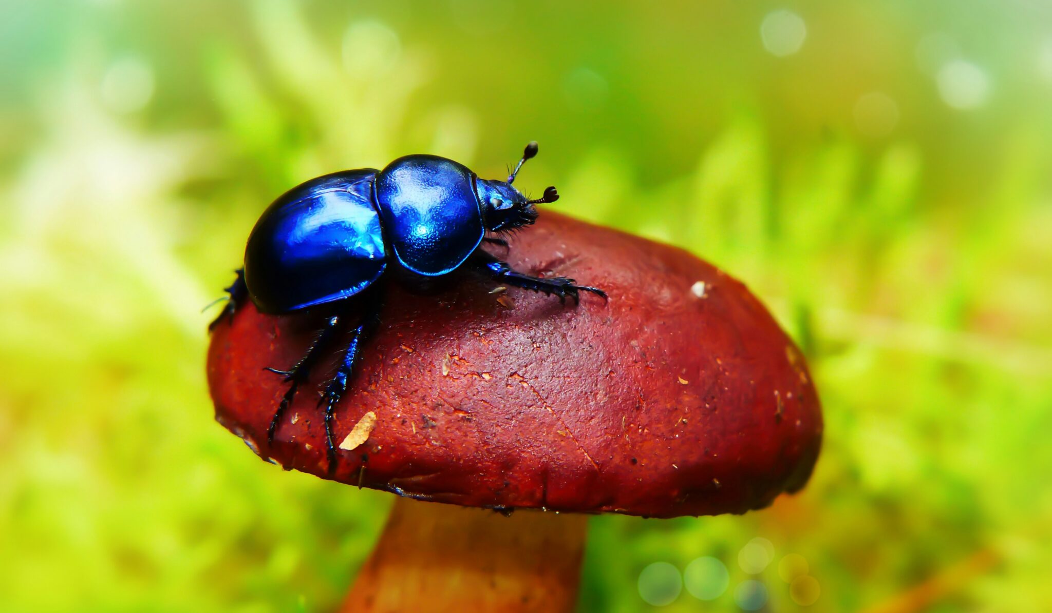 Glow in the Dark Beetles How and Why Some Beetles Light Up – Insect Hive